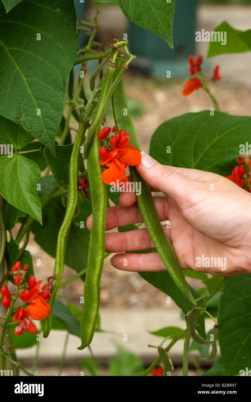 Womans hand picking runner beans in country garden southern England UK ...