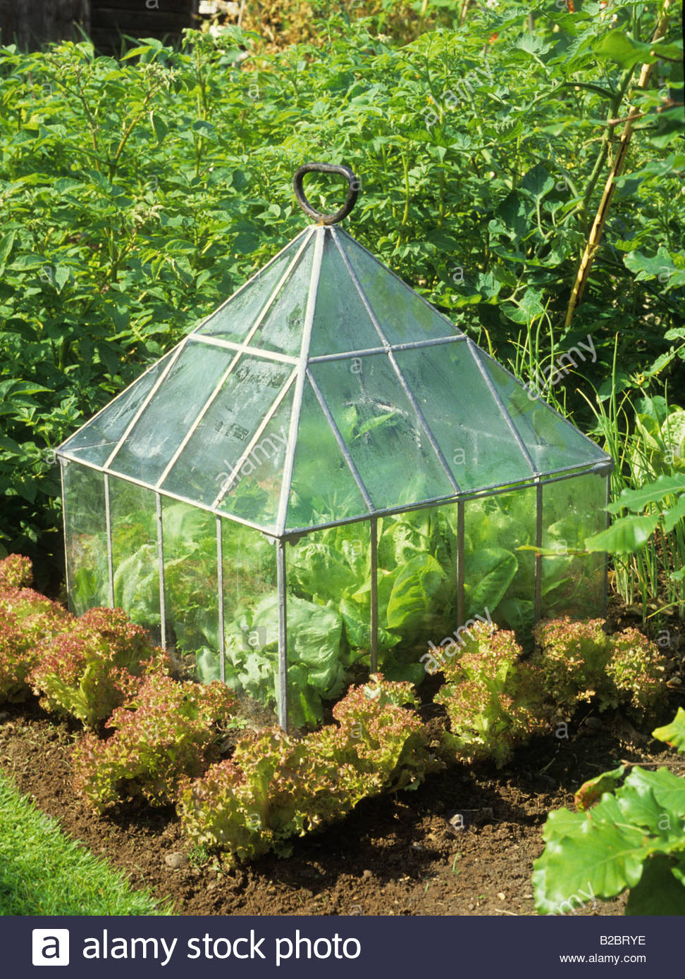 Glass Garden Cloche Stock Photos & Glass Garden Cloche Stock Images - Alamy