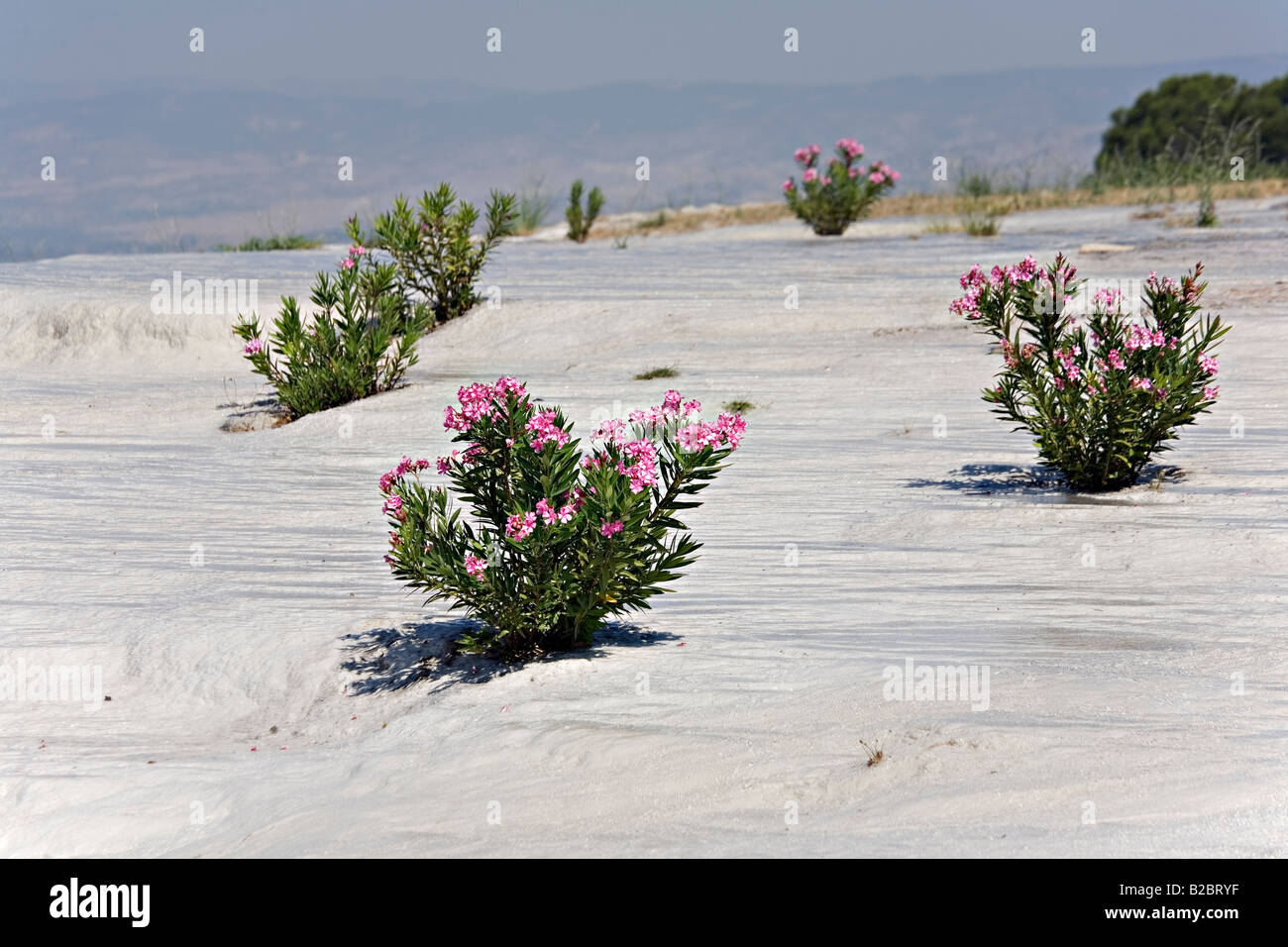 Hot ponds hi-res stock photography and images - Alamy