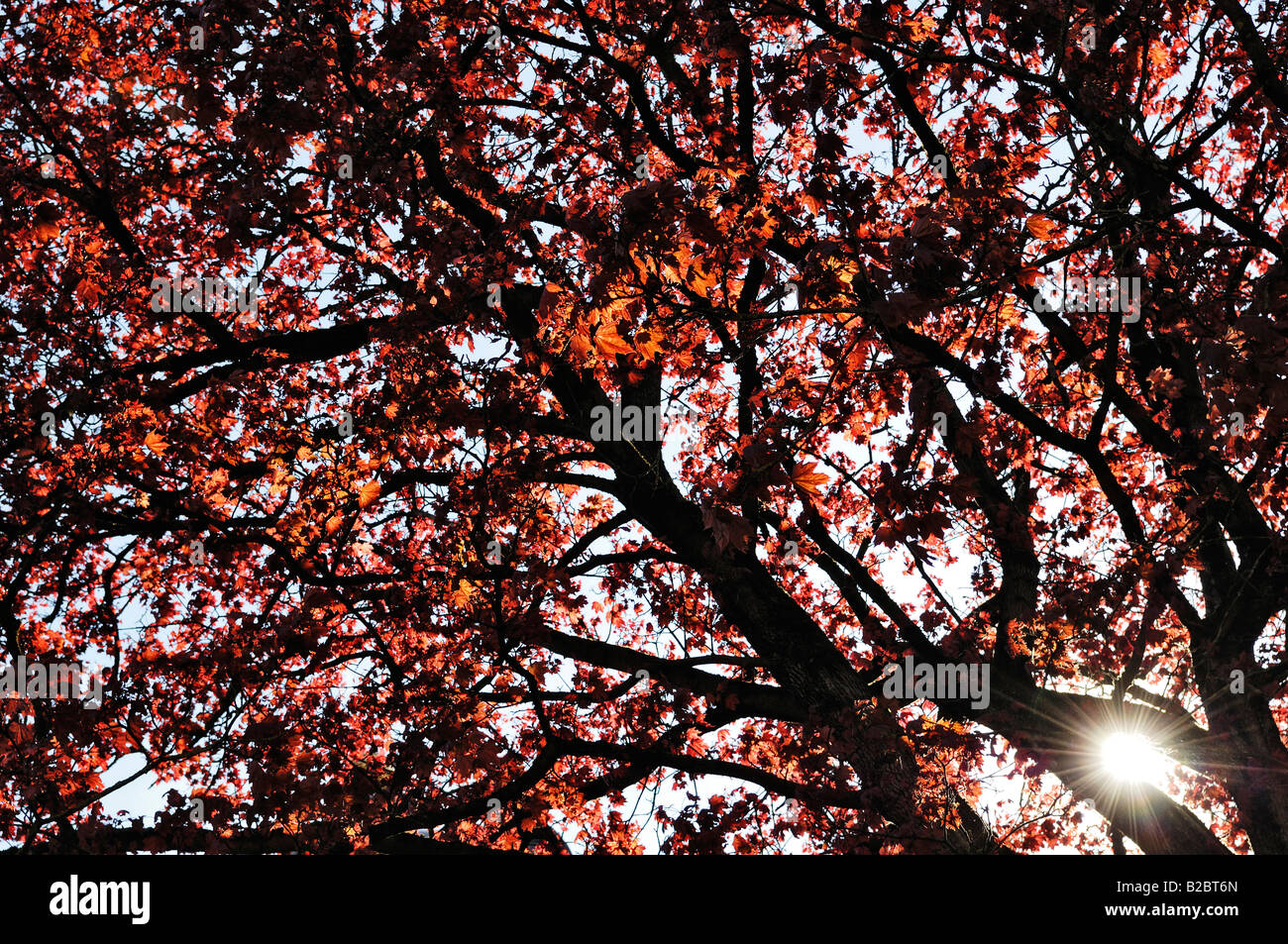 Acer europe hi-res stock photography and images - Alamy