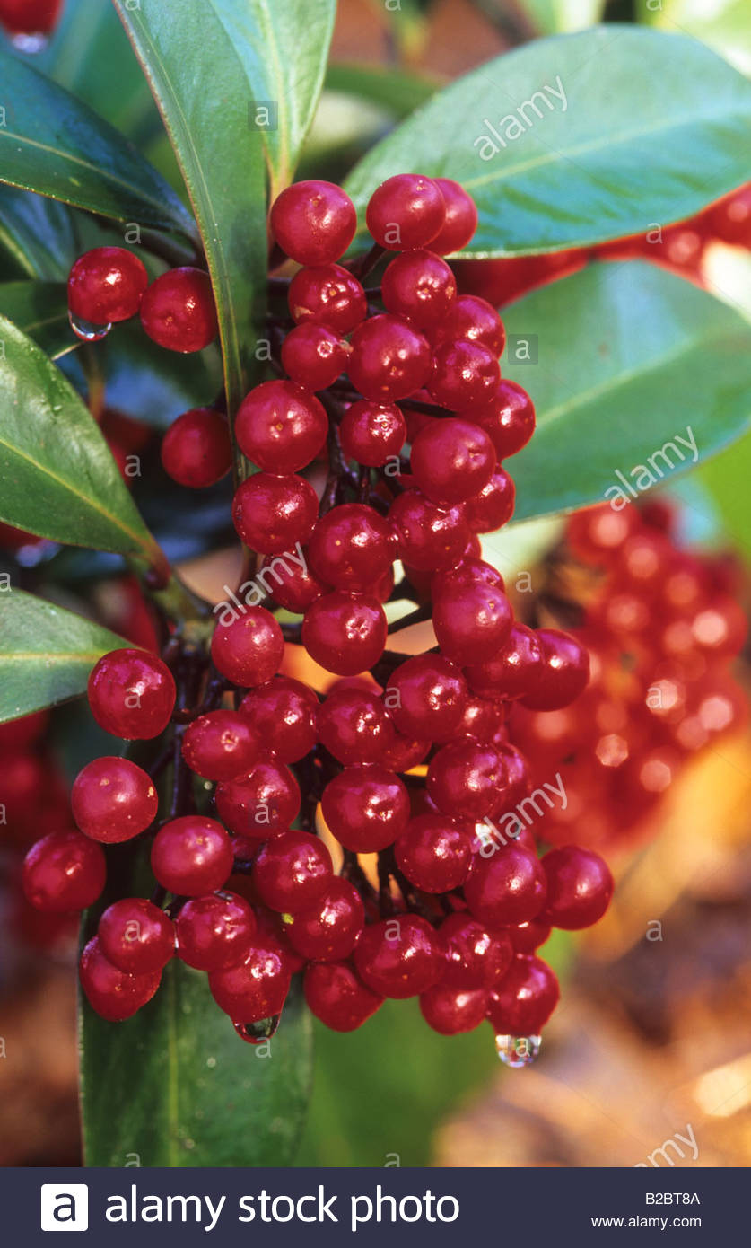 Skimmia Japonica Subsp Reevesiana Stock Photos & Skimmia Japonica Subsp ...