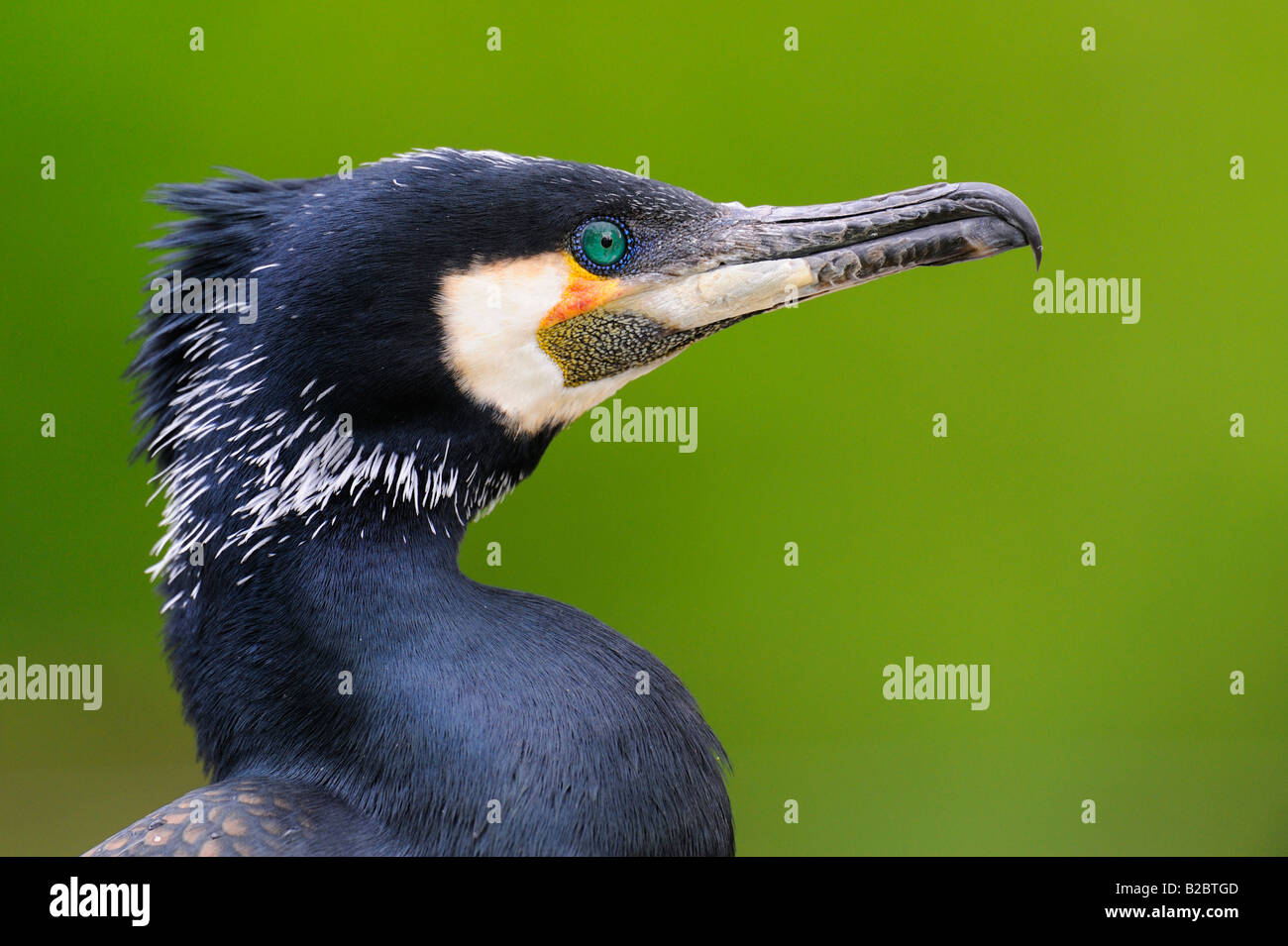 Great Cormorant (Phalacrocorax carbo Stock Photo - Alamy