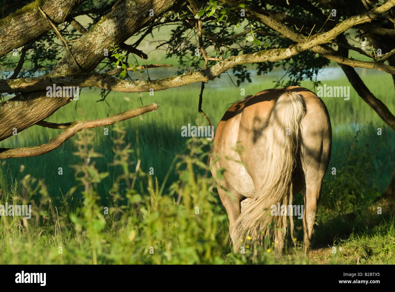 Grassing hi-res stock photography and images - Alamy