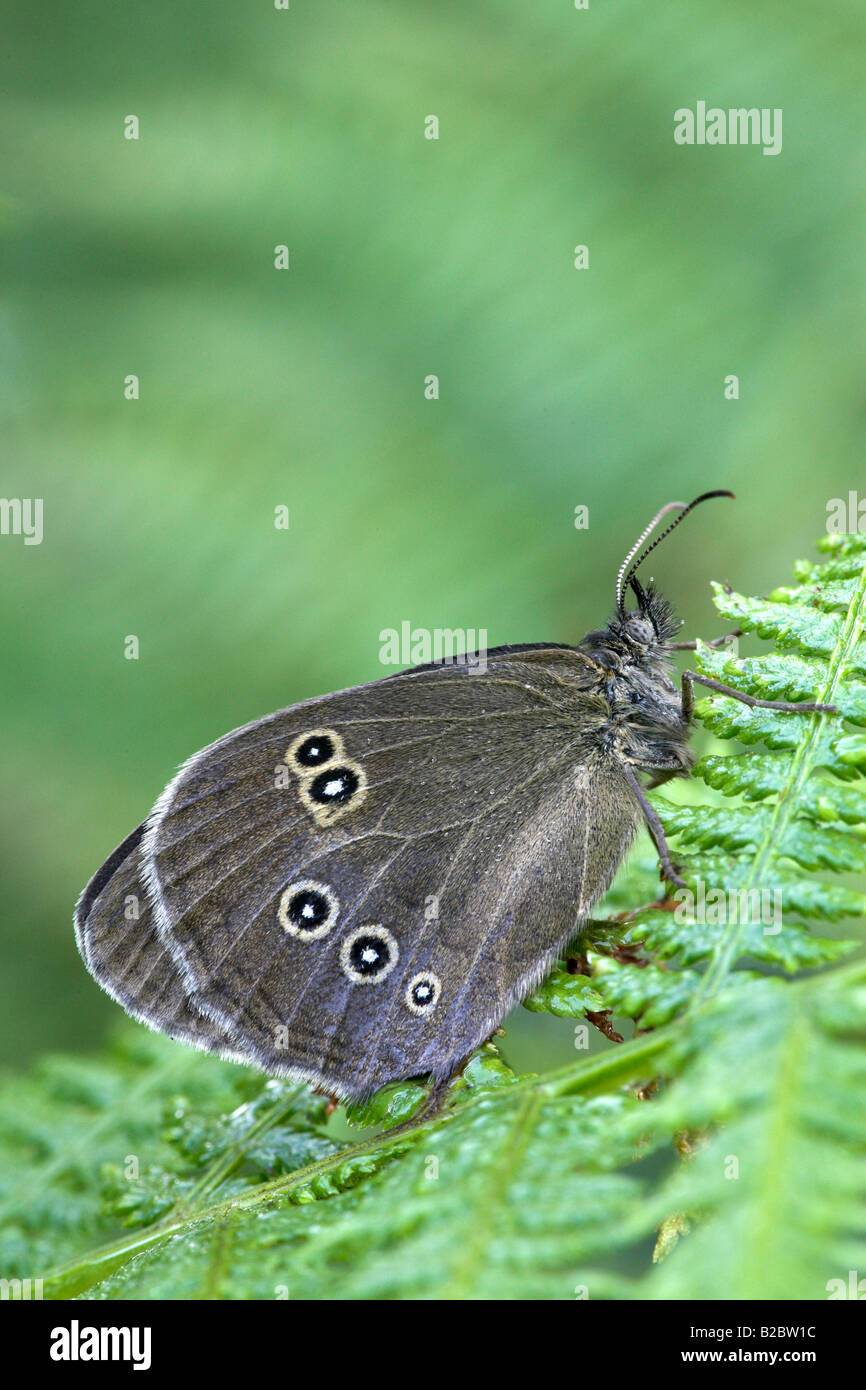 Ringlet Butterfly (Aphantopus hyperantus), Eyachtal, Northern Black ...