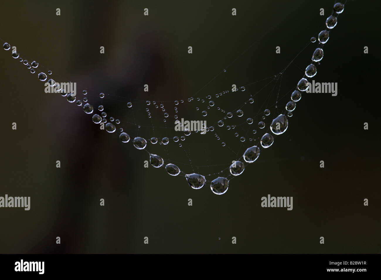 Spinnwe hi-res stock photography and images - Alamy