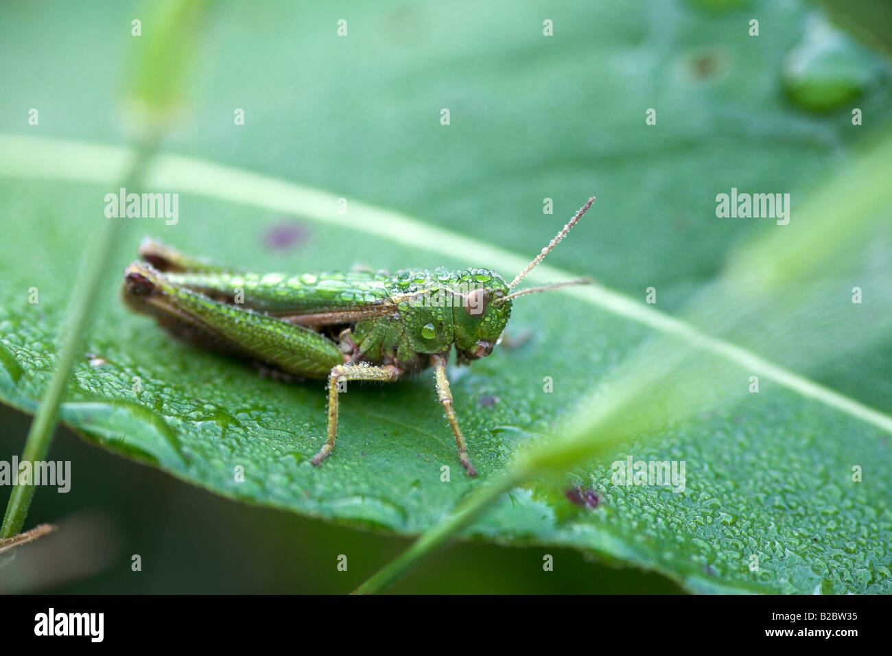 Green Grasshopper (Caelifera), Eyachtal valley, Baden-Wuerttemberg ...