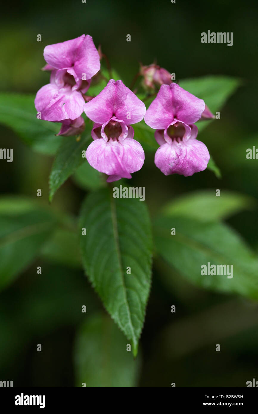 Himalayan Balsam (Impatiens glandulifera) in summer, Eyachtal valley ...