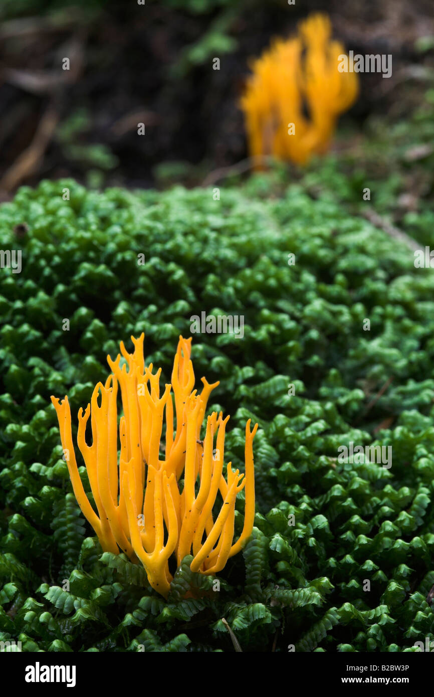 Coral Fungus (Ramaria stricta), Eyachtal valley, Nordschwarzwald, north ...