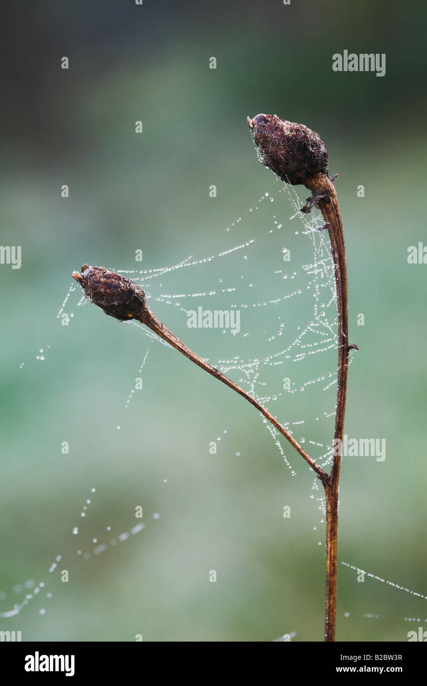 Wrapped in spider web hi-res stock photography and images - Alamy