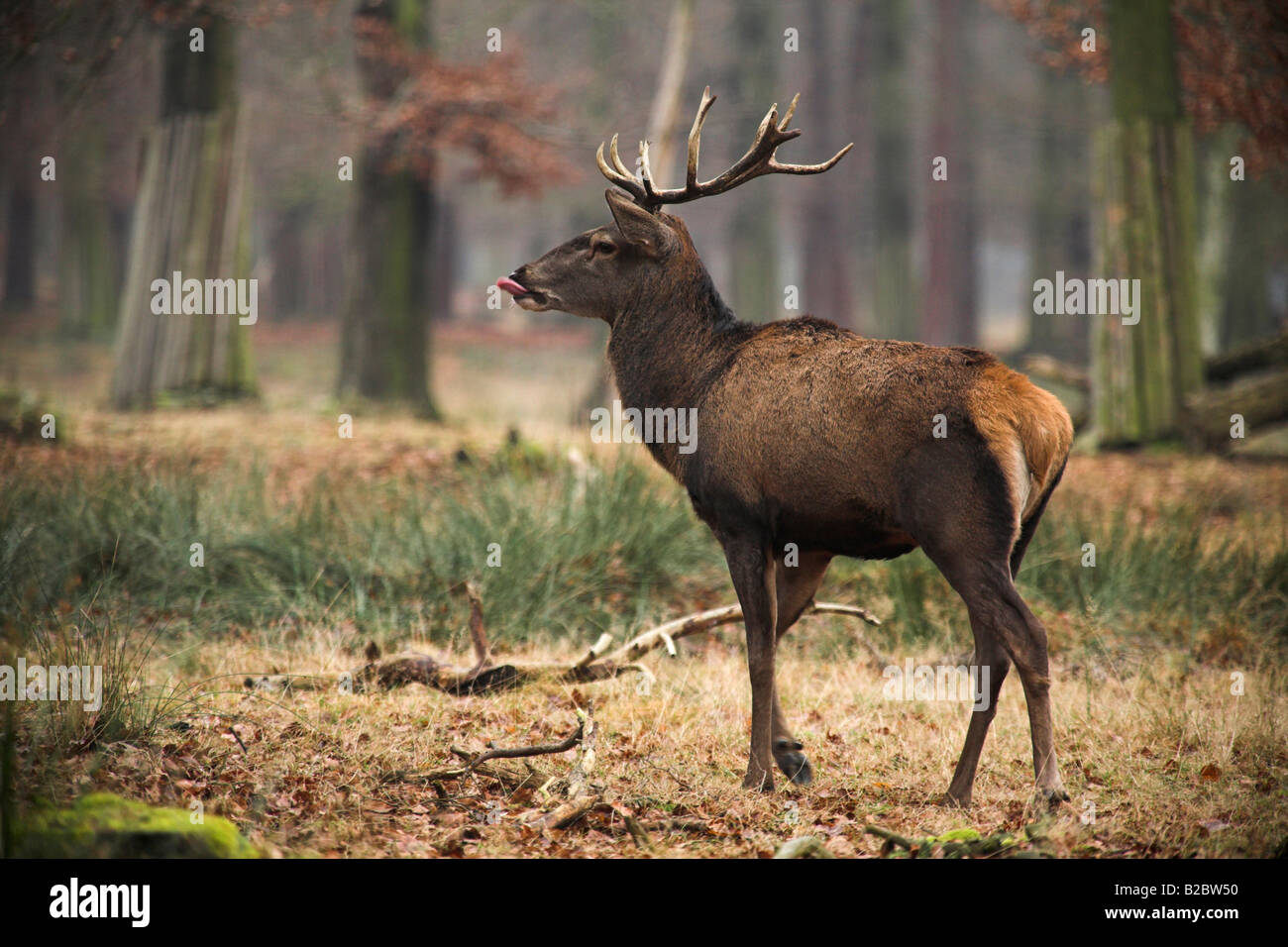 D hart hi-res stock photography and images - Alamy