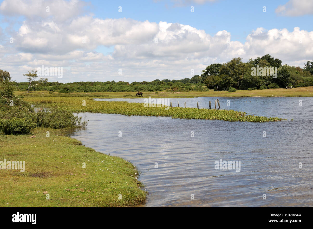 Hatchet Pond Beaulieu Heath New Forest Hampshire Stock Photo - Alamy