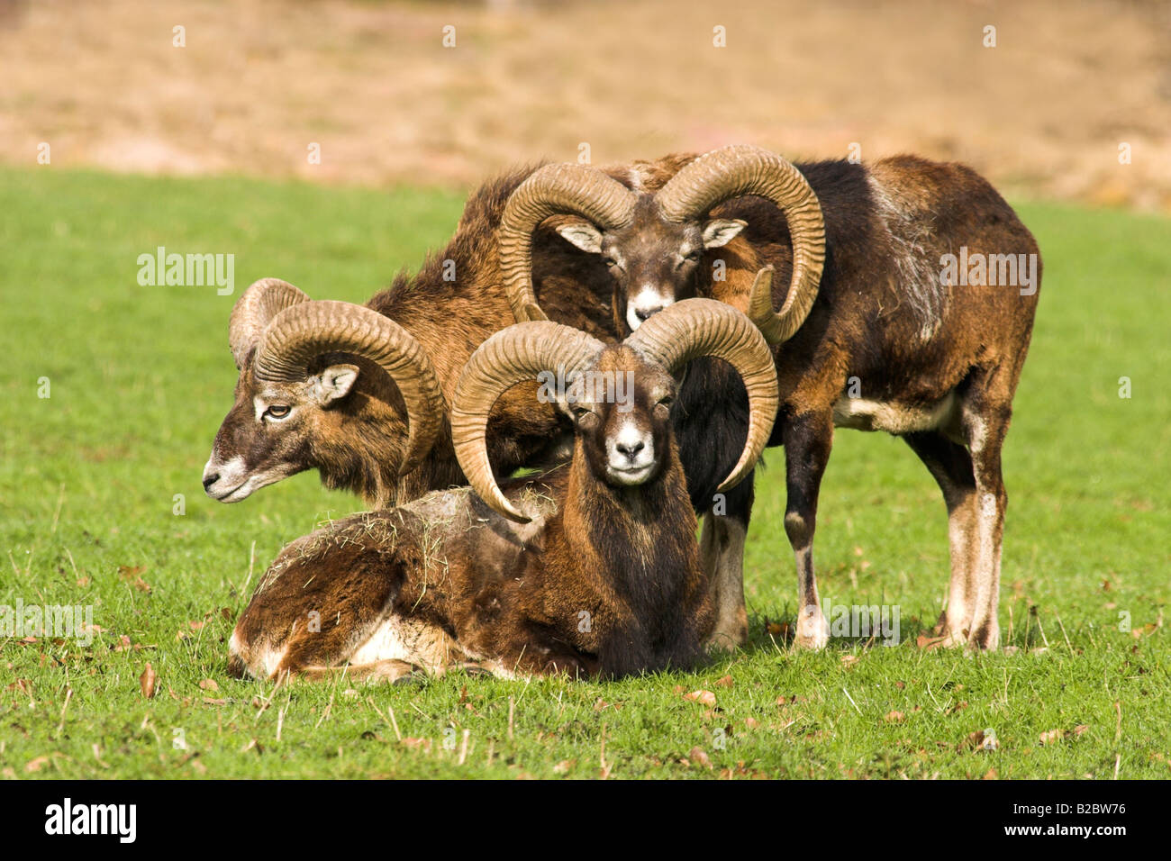 Mouflon Rams (Ovis ammon musimon Stock Photo - Alamy
