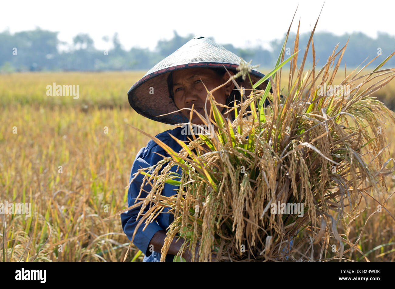 Indonesian female farmer holding a bundle of harvested rice Stock Photo ...