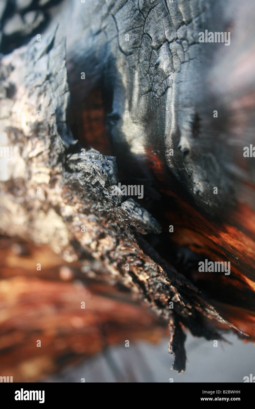 Close up of a burnt wood stump on a beach in Castlecliff, Wanganui, New ...