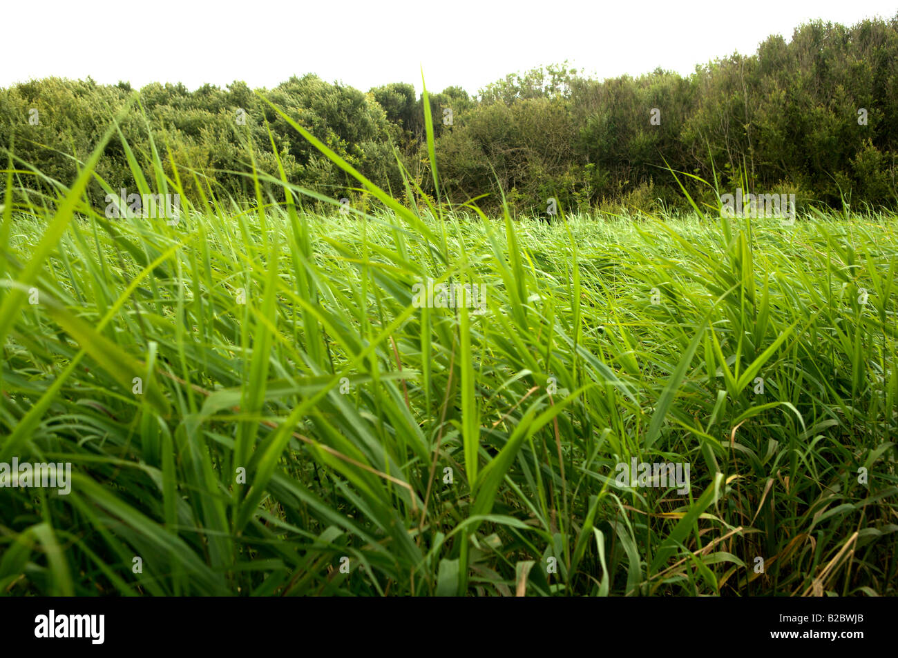Chemical damage to grass hi-res stock photography and images - Alamy