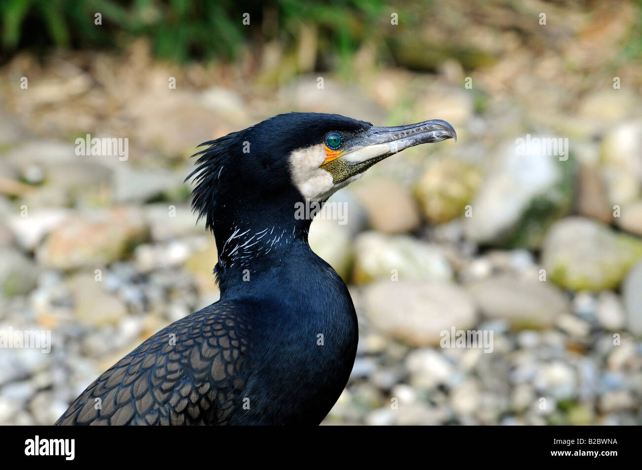 Black shag hi-res stock photography and images - Alamy