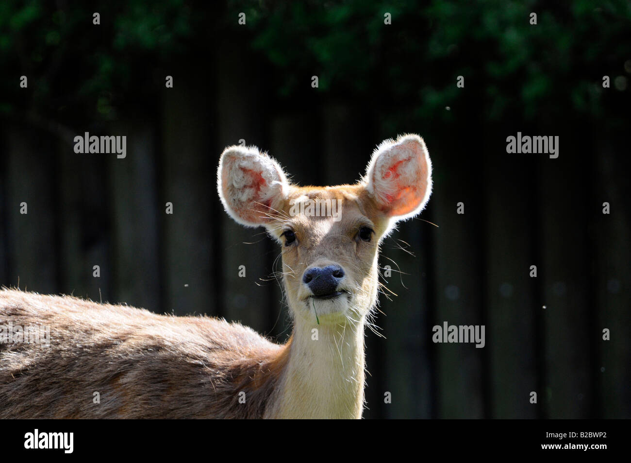 Barasingha or Barasinga Deer (Cervus duvaucelii), female, zoo, Bavaria ...