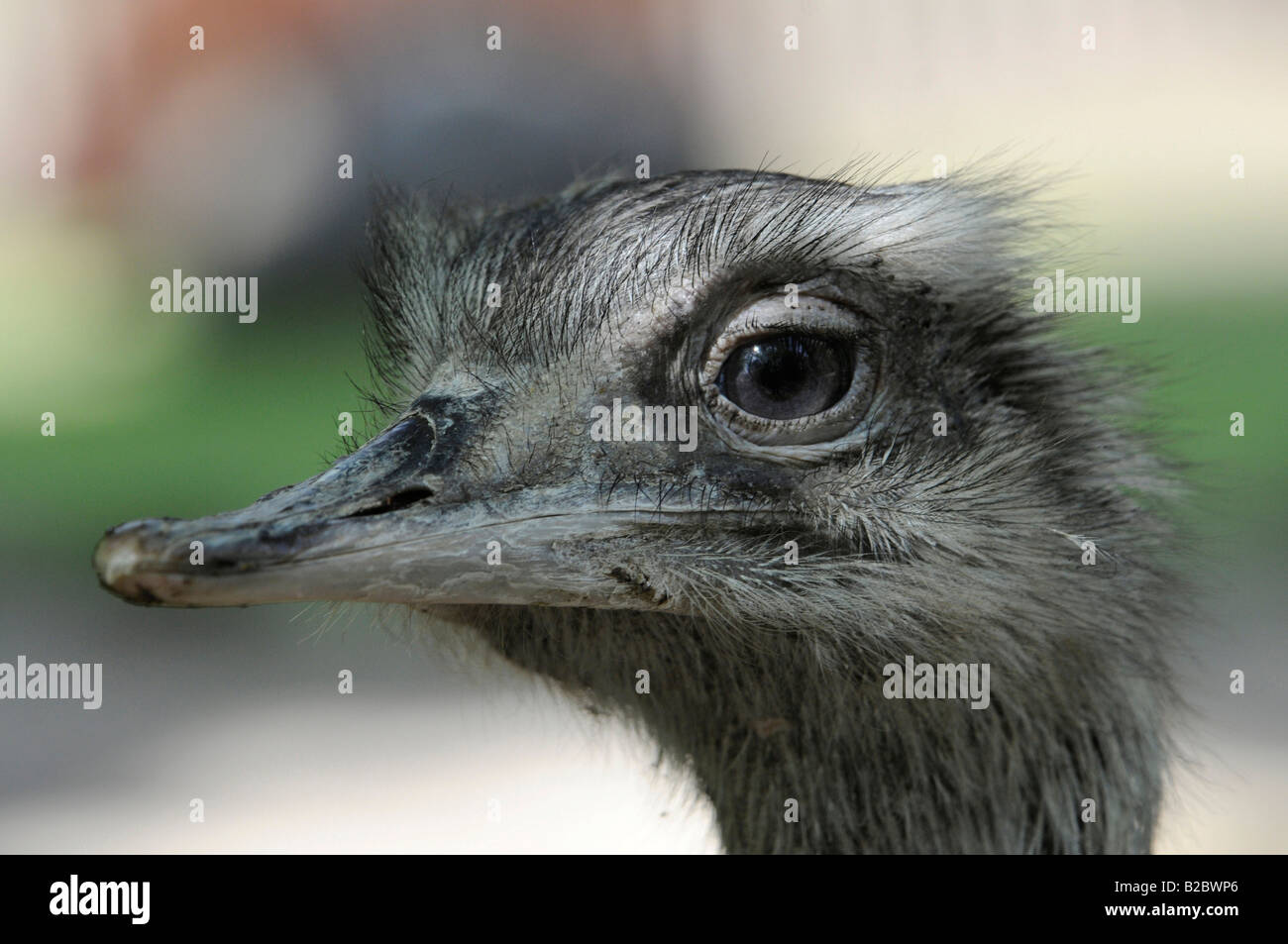 American Rhea or Gray, Greater Rhea (Rhea americana), zoo, Bavaria ...