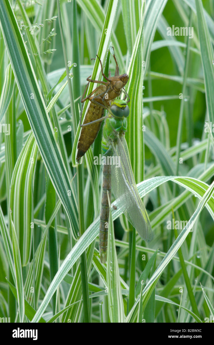 Anax imperator larva hi-res stock photography and images - Alamy