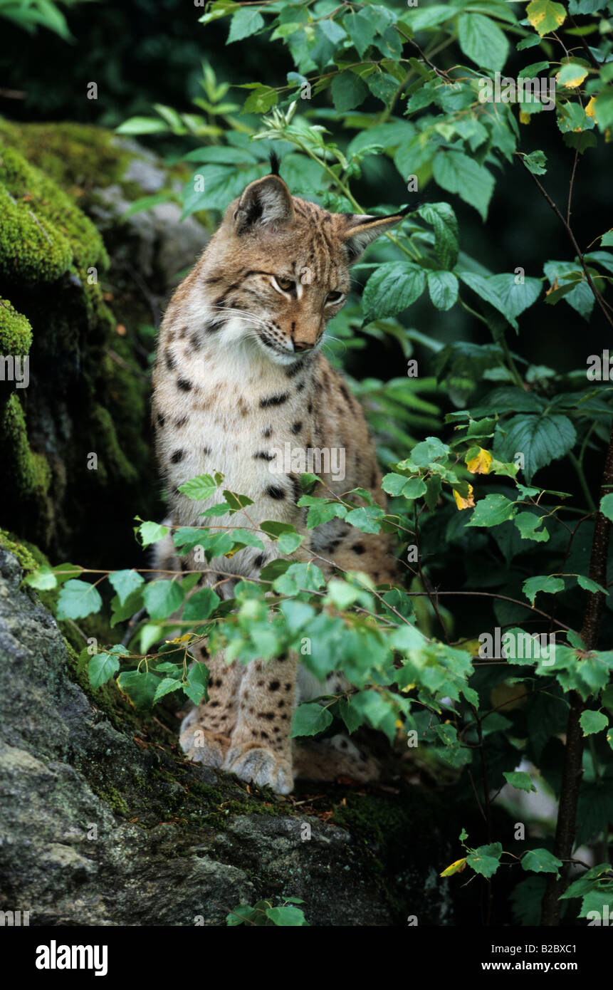 Eurasian Lynx (Lynx lynx) sitting on a rock in a forest Stock Photo - Alamy