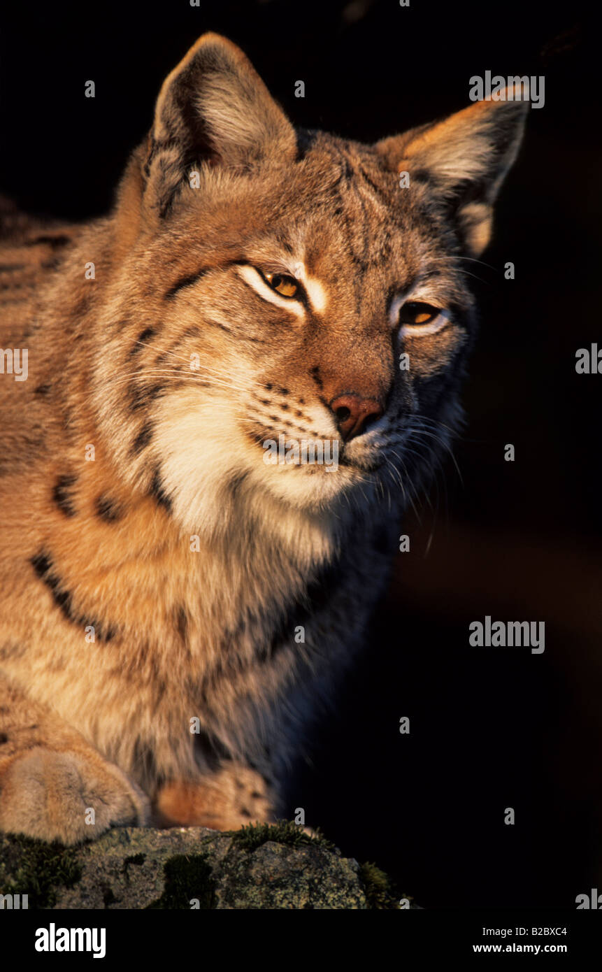 Eurasian Lynx (Lynx lynx) sitting on a rock in a forest, portrait Stock ...