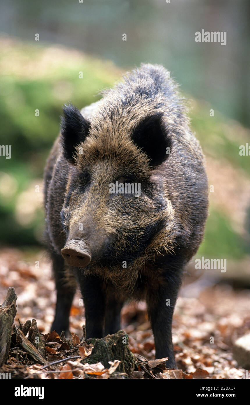 Sus scrofa forest hi-res stock photography and images - Alamy