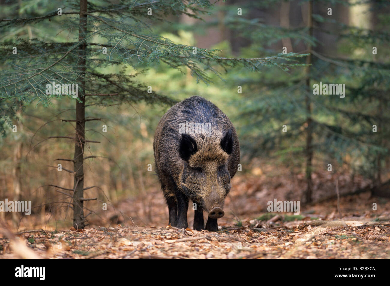 Sus scrofa forest hi-res stock photography and images - Alamy