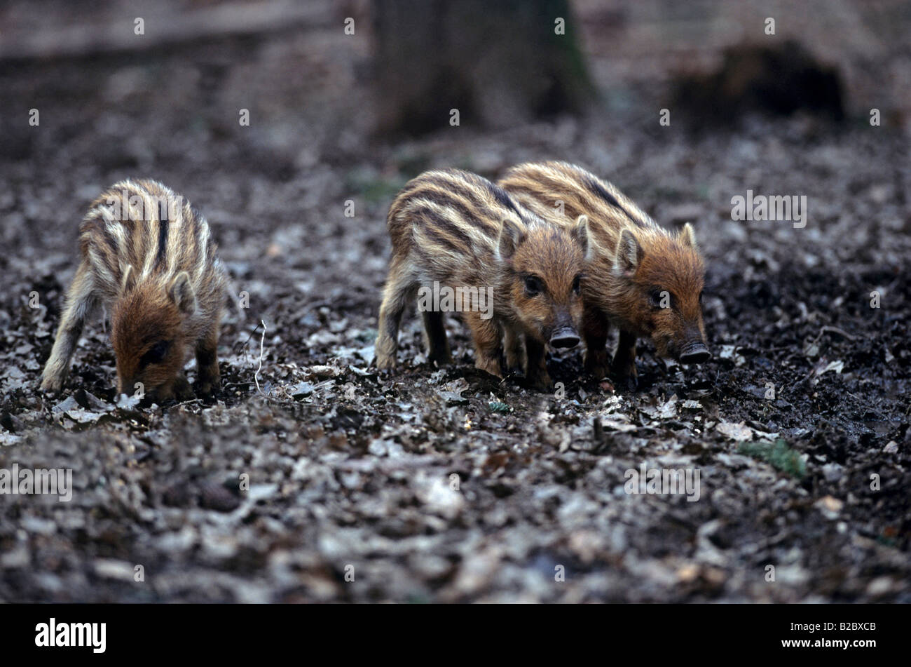 Wild boar piglets stand hi-res stock photography and images - Alamy