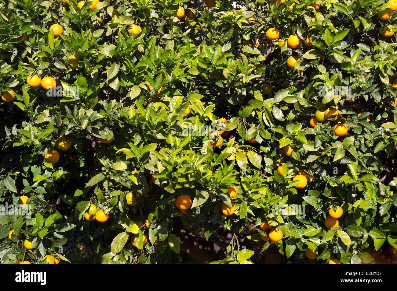 Oranges on the tree Stock Photo - Alamy