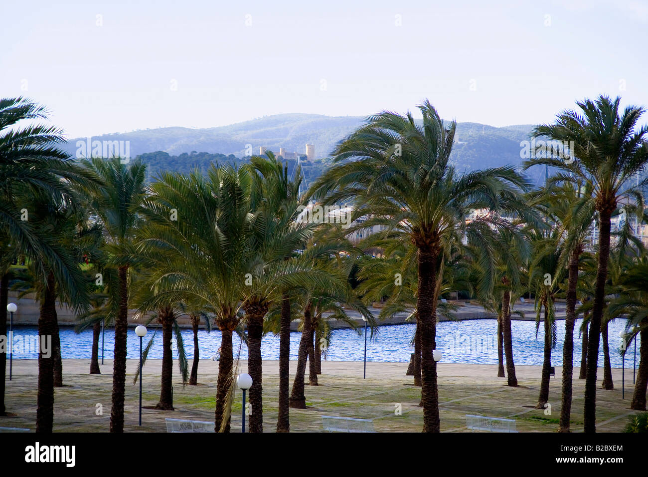 Parc de la Mar with palm trees, waterside. Palma de Mallorca, Majorca ...