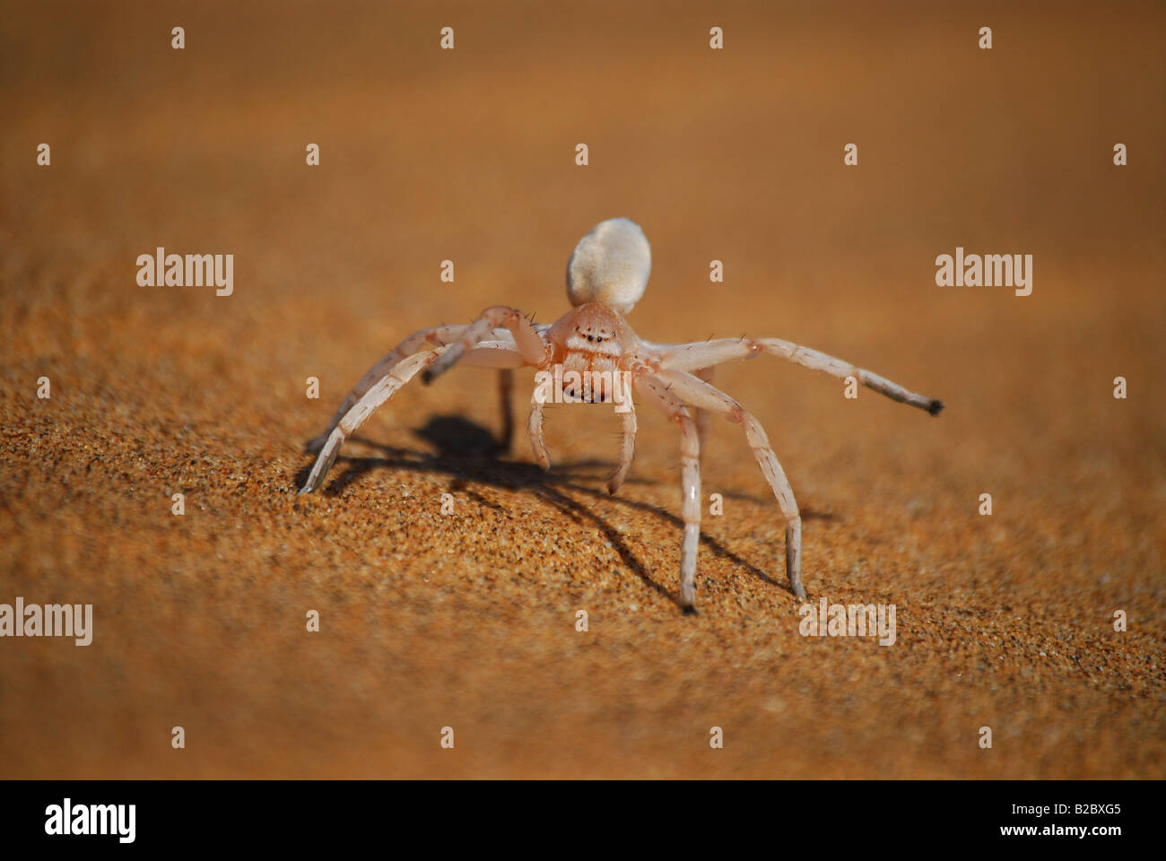 Dancing white lady spider hi-res stock photography and images - Alamy