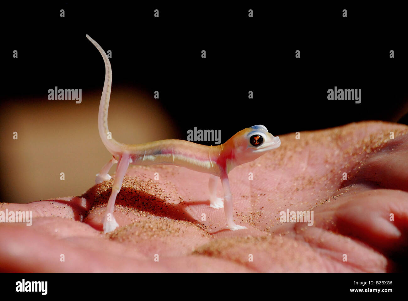 Web-footed Gecko Palmatogecko) on the palm of a hand, Namib Desert near ...