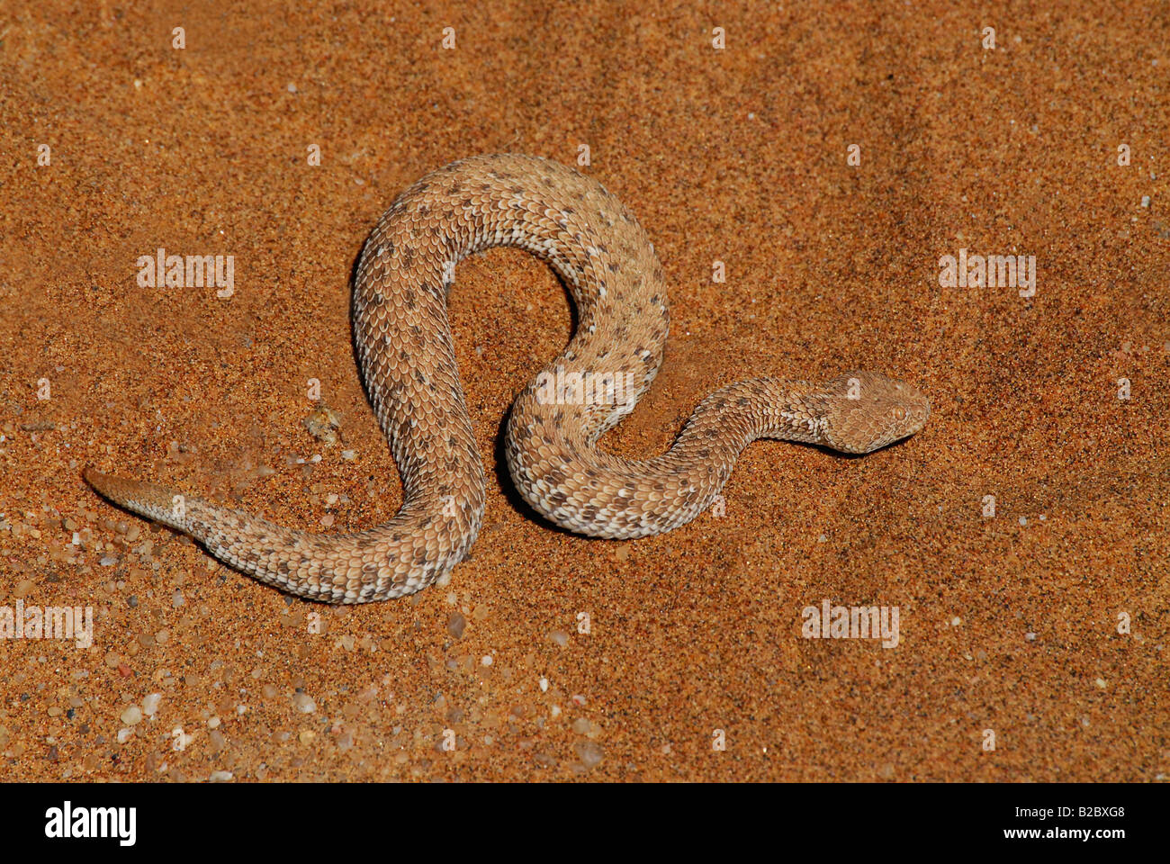 Sidewinding adder namibia hi-res stock photography and images - Alamy