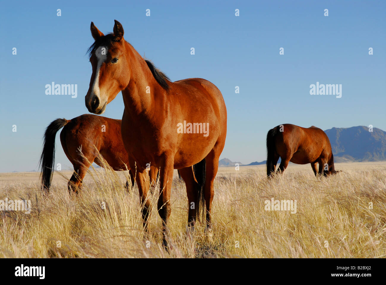Wild Horses (Equus ferus) in the Namib Desert, Garub, Namibia, Africa ...