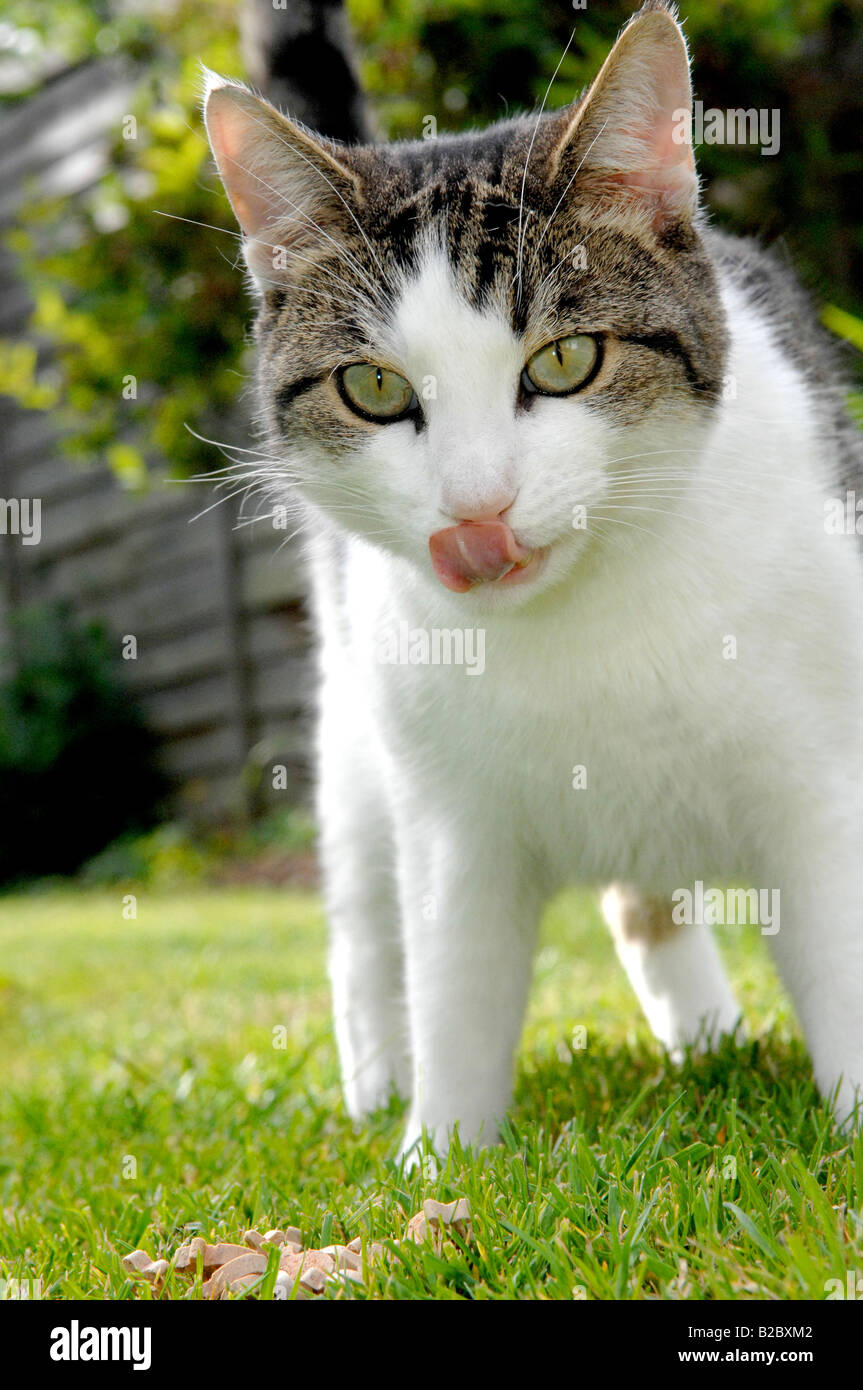 cat licking lips Stock Photo - Alamy