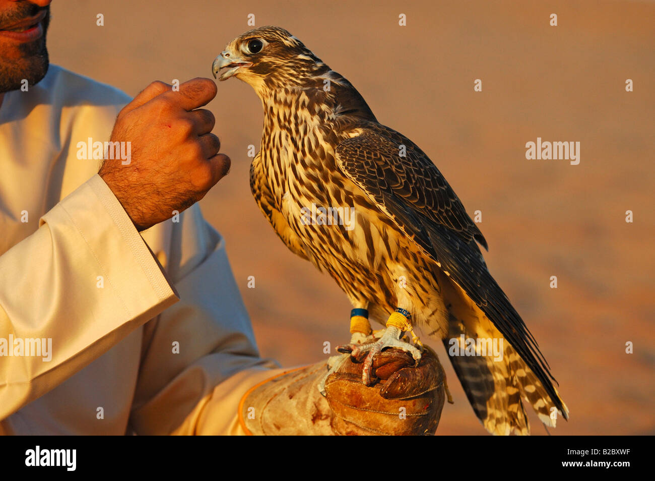 Training a falcon, Dubai, United Arab Emirates, Asia Stock Photo - Alamy
