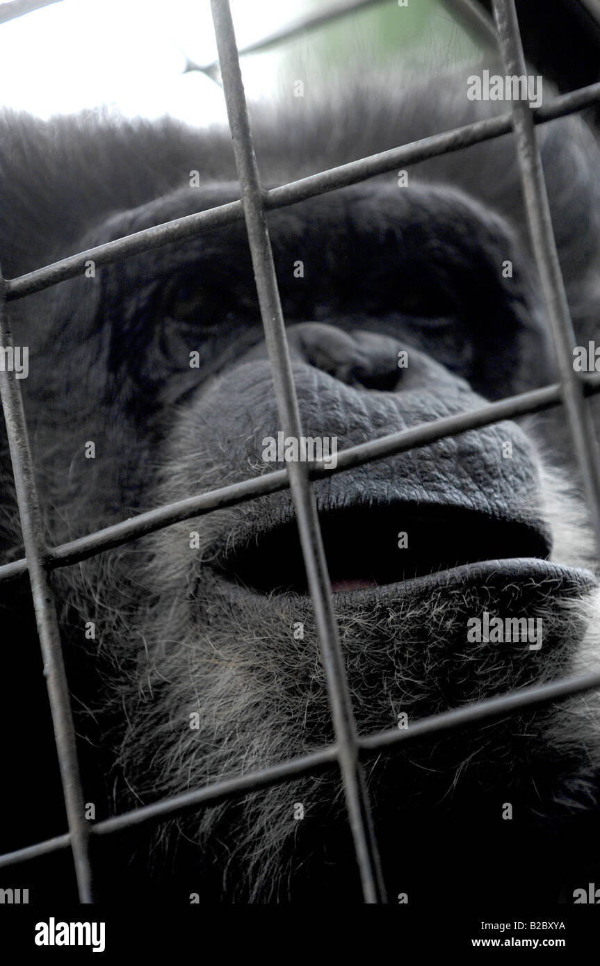 chimp cage zoo Stock Photo - Alamy