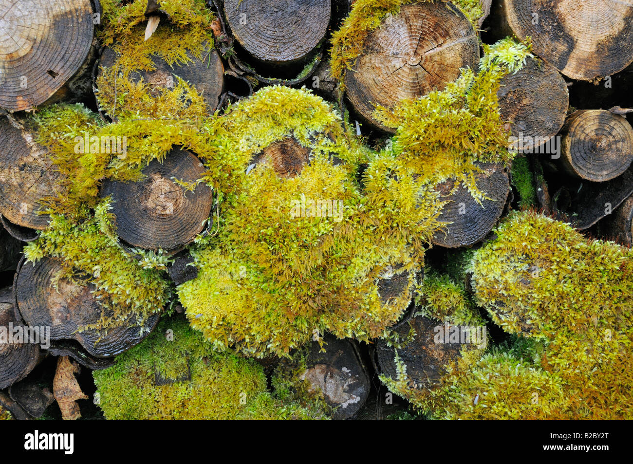 Stack of moss-covered logs Stock Photo - Alamy