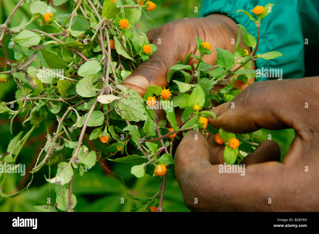 Medicinal plants cameroon hi-res stock photography and images - Alamy
