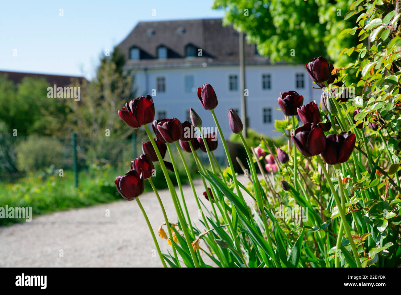 Tulips (Tulipa) in front of a convent, Fraueninsel Island, Lake ...