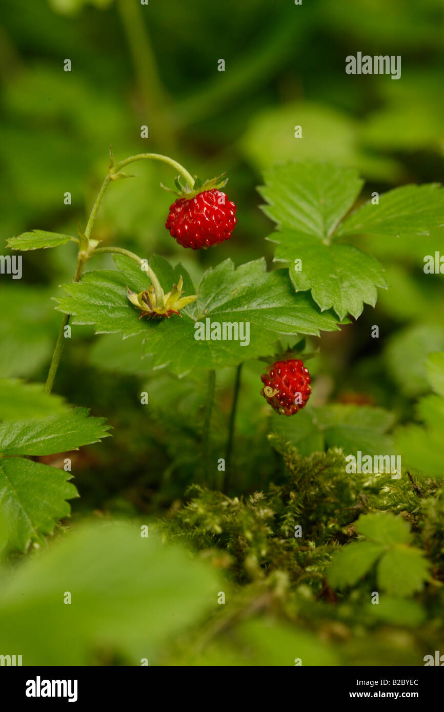 Fragaria hi-res stock photography and images - Alamy