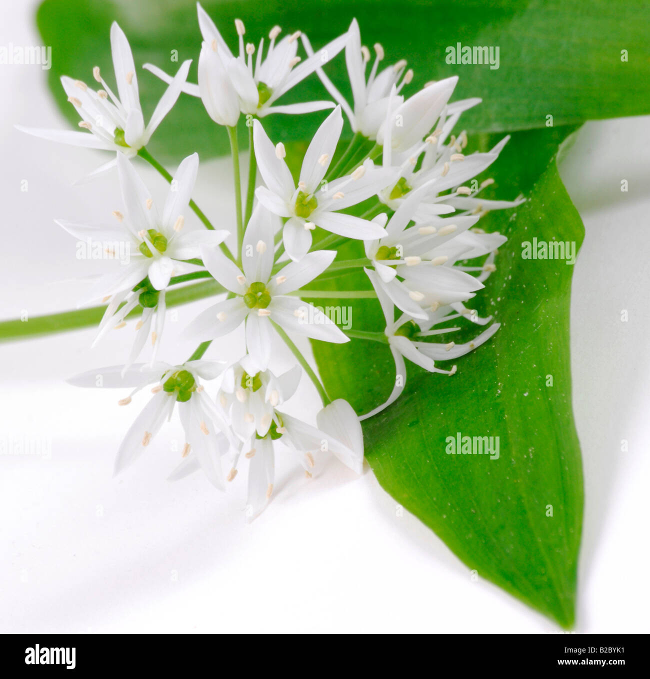 Ramsons, Wild Garlic (Allium ursinum Stock Photo - Alamy
