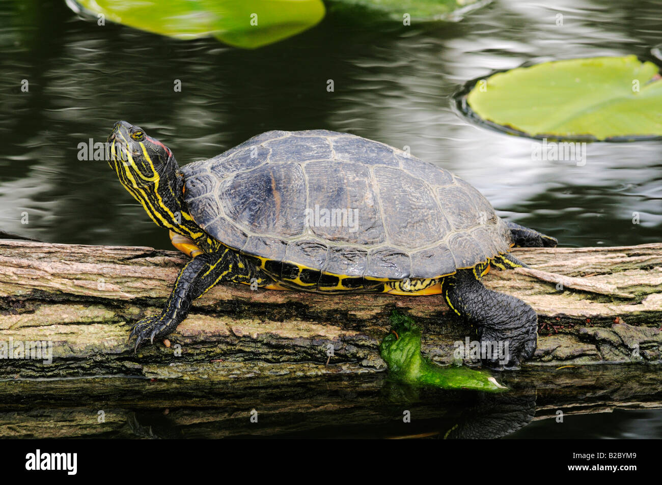 Slider turtle hi-res stock photography and images - Alamy