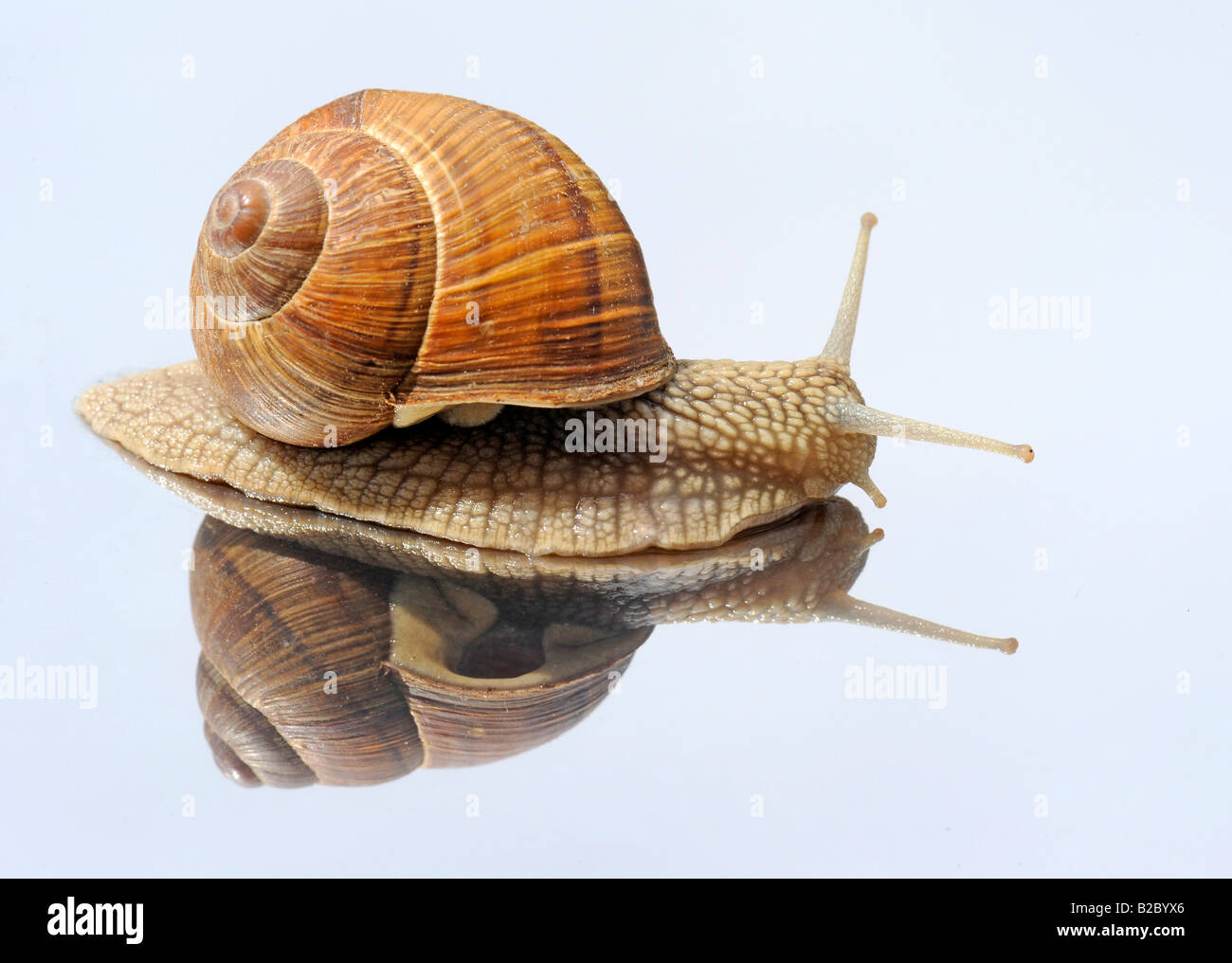 Snail inside shell hi-res stock photography and images - Alamy