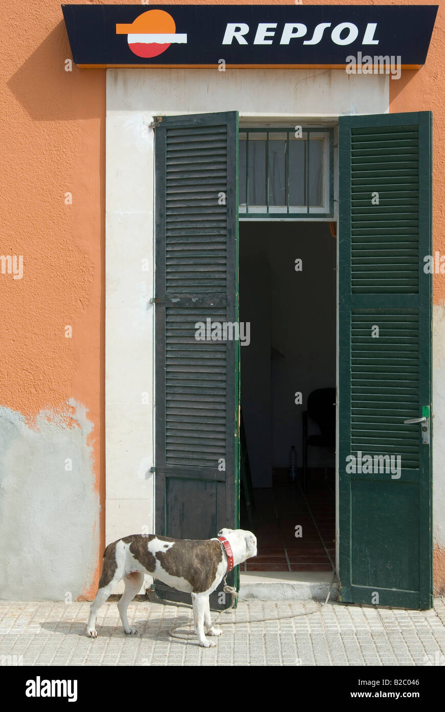 Dog looking into a workshop in Palma de Majorca, Majorca, the Balearic ...