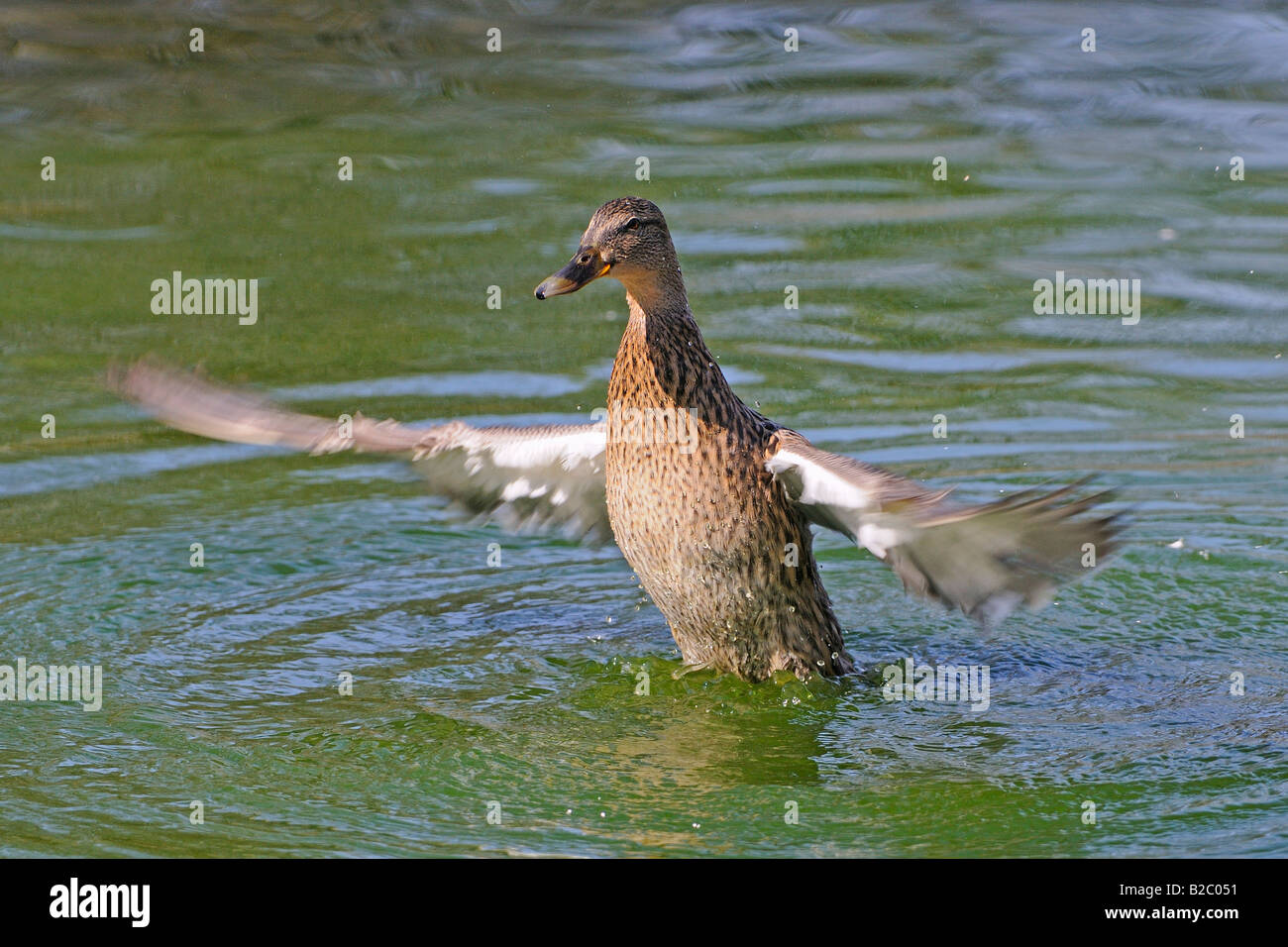 Mallard Duck (Anas platyrhynchos), female Stock Photo - Alamy
