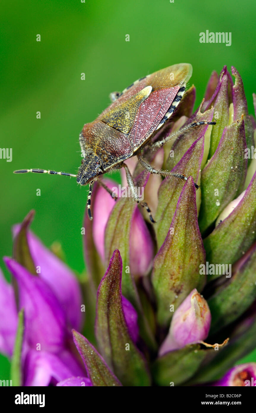 Types of stink bugs hi-res stock photography and images - Alamy