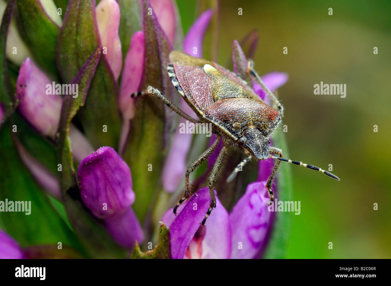 Types of stink bugs hi-res stock photography and images - Alamy