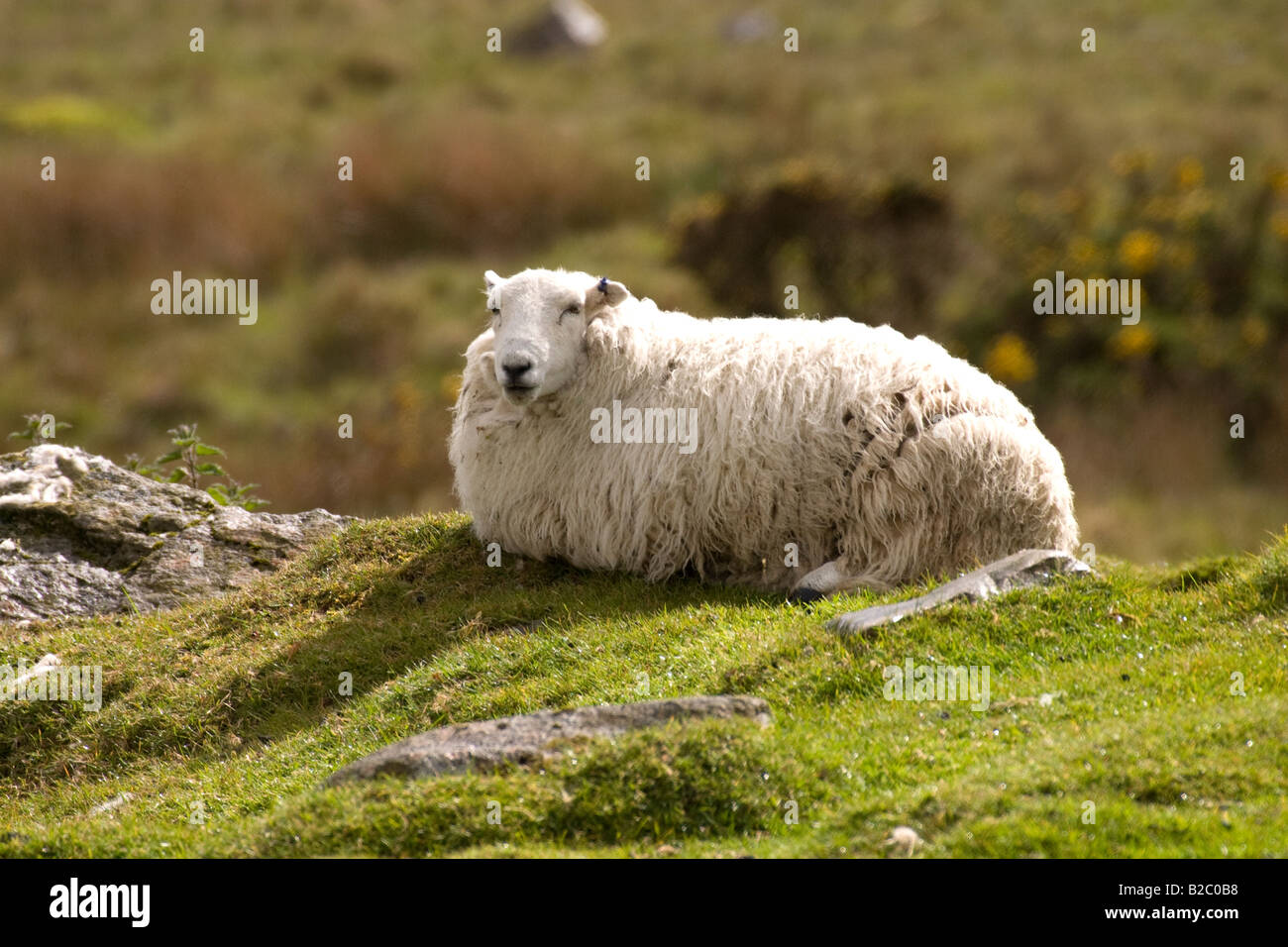 Welsh mountain White fleeced Sheep lying in field, Pembrokeshire farm ...