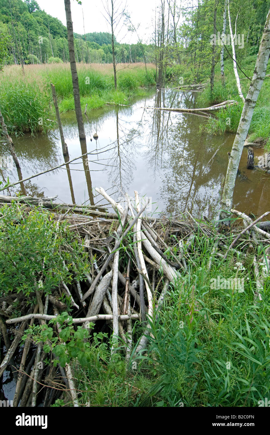 Eurasian beaver, Castor fiber, dam, West Bohemia, Czech Republic Stock ...